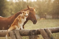 15 Best Farm Dog Breeds for Life on a Ranch (With Info & Pictures ...