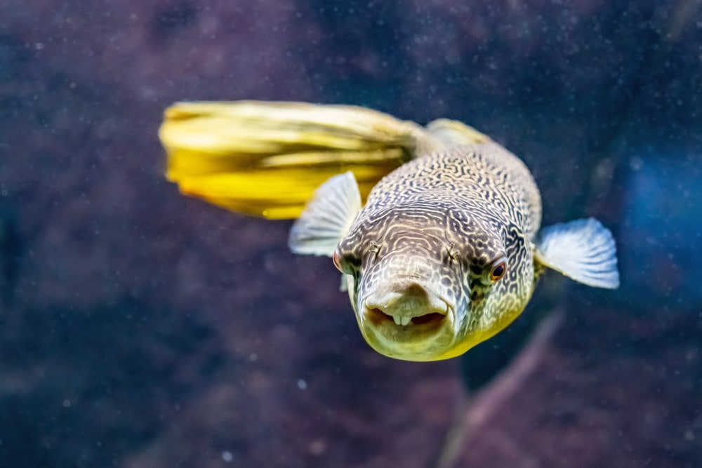 Giant Freshwater Puffer Fish