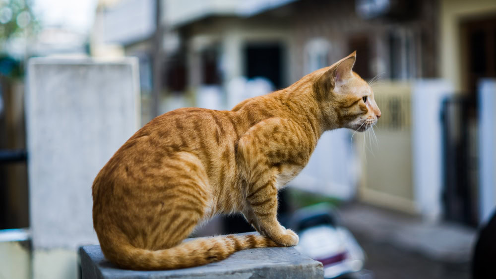 8 Most Popular Cat Breeds in India: Info, Pictures, Facts & History ...