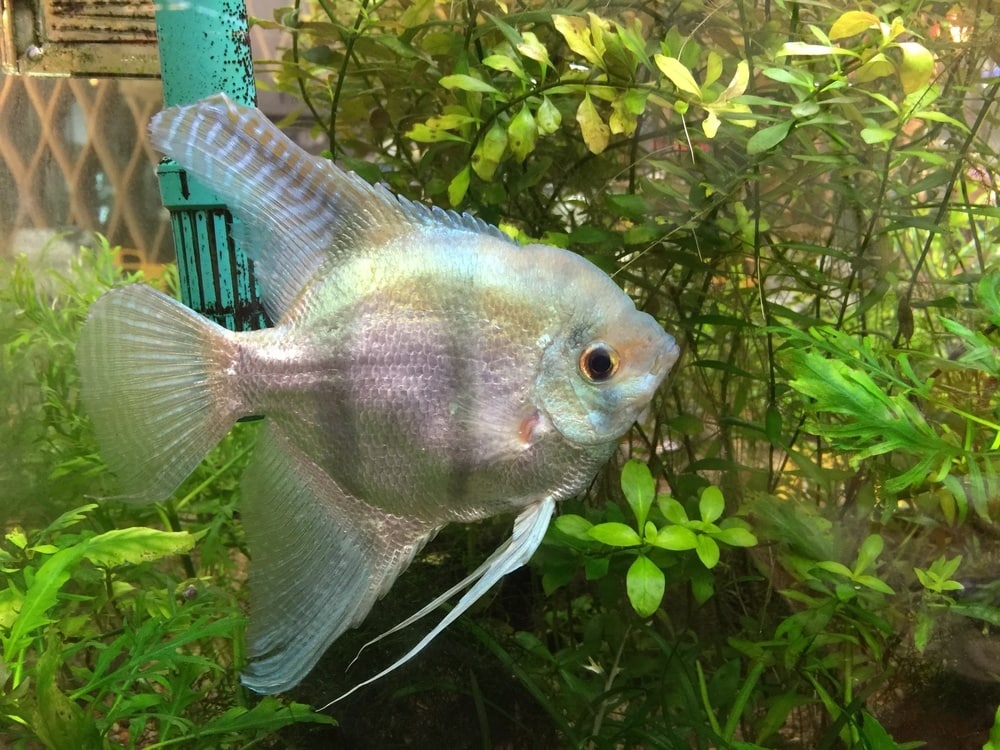 13 Types of Angelfish for Freshwater Aquariums (With Info & Pictures ...