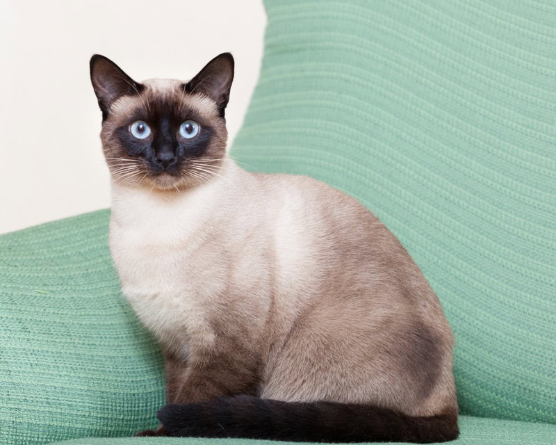 Cats