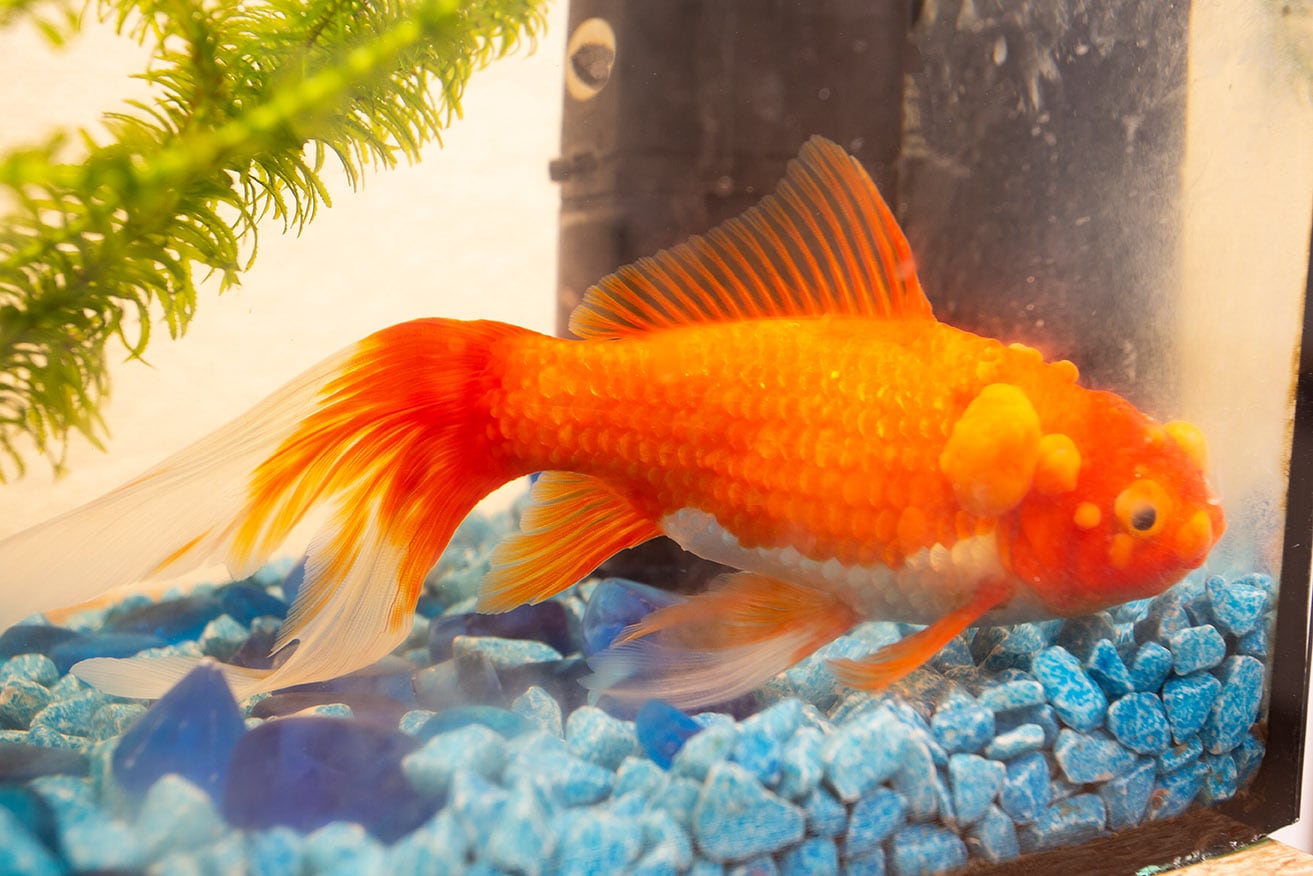 Goldfish Dropsy: Vet-Reviewed Signs, Treatment & Prevention Guide ...