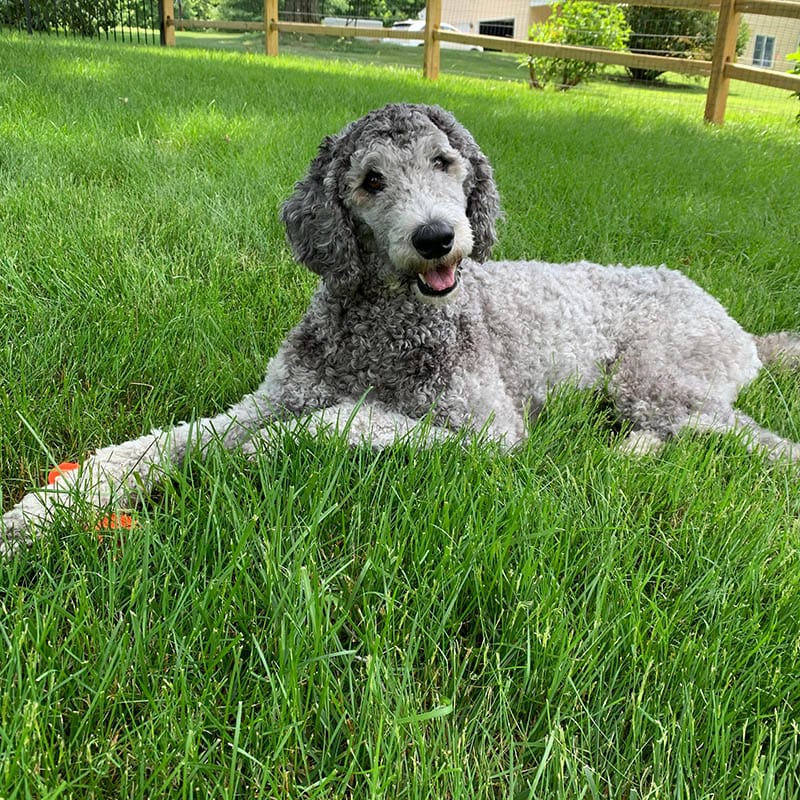 Silver Labradoodle: Info, Pictures, Facts & History | PangoVet
