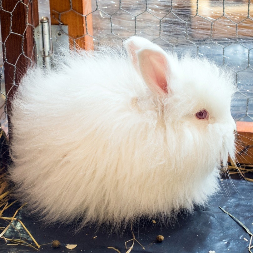 French Angora Rabbit: Info, Lifespan, Traits & Care (with Pictures ...