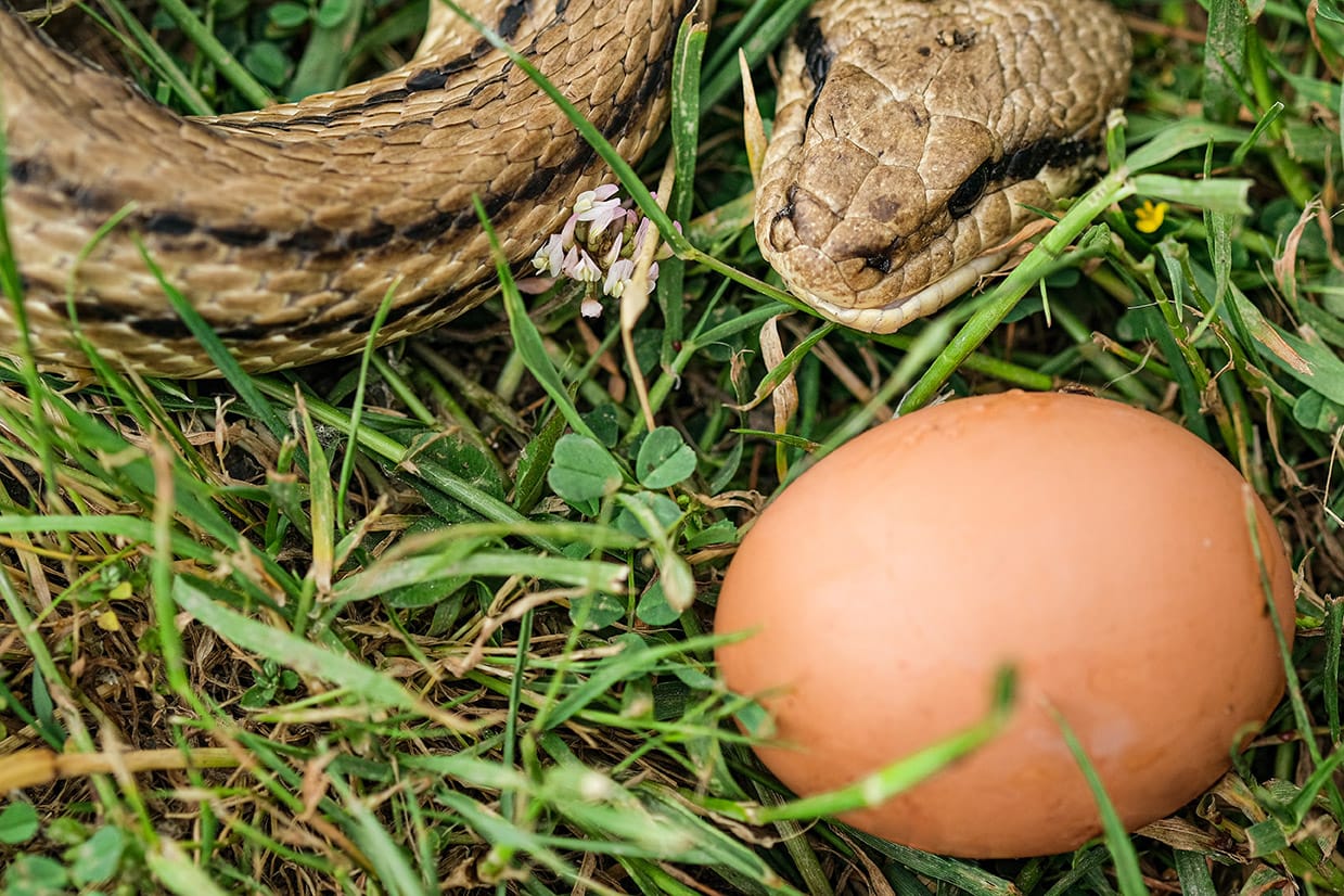 What Do Snake Eggs Look Like? Pictures, Details, & Facts | PangoVet