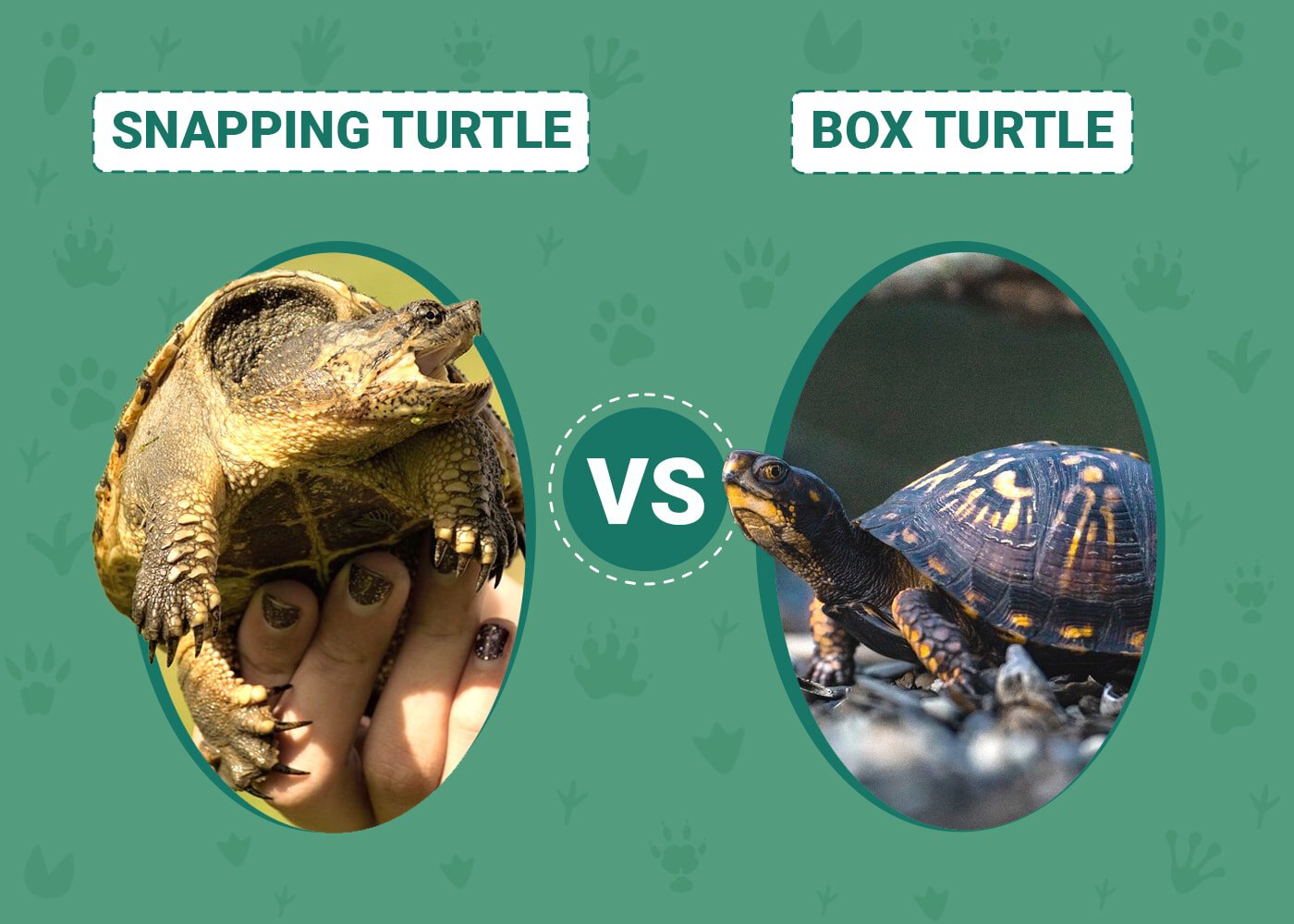 Snapping Turtle vs. Box Turtle: Key Differences (With Pictures) | PangoVet