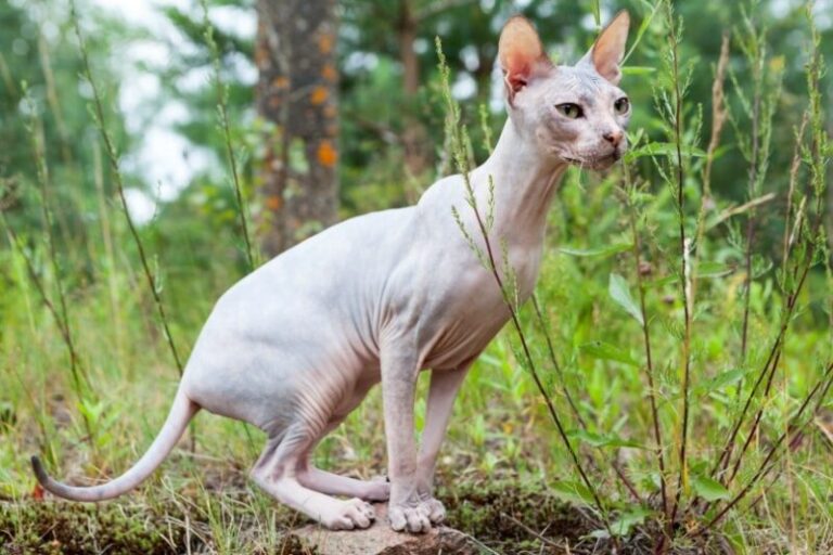 Top 20 Most Expensive Cat Breeds in the World (With Info & Pictures ...