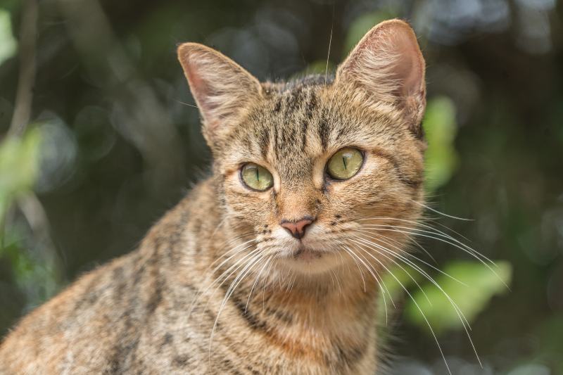 200 Popular Stray Cat Names: Unique Ideas for Your Wild Feline | PangoVet