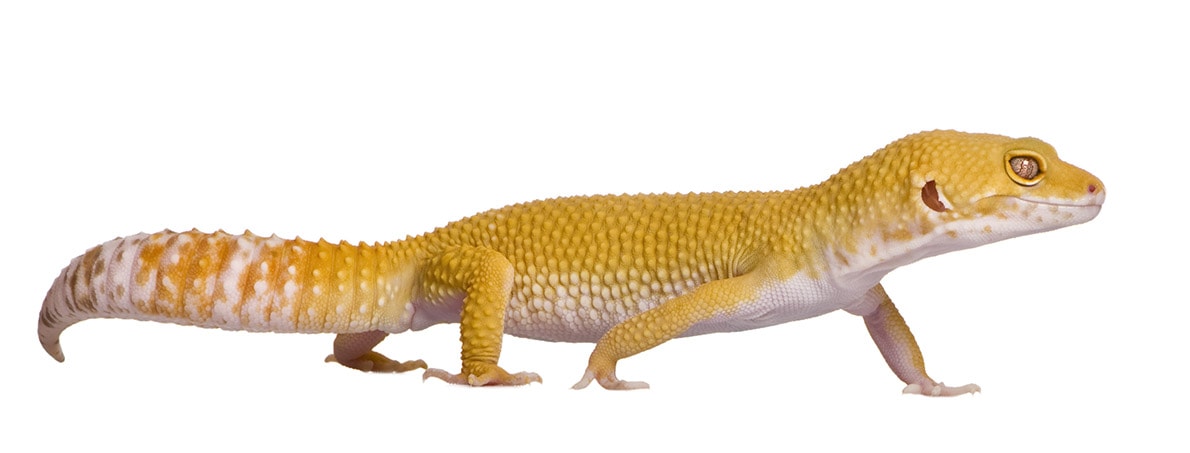 Sunglow Leopard Gecko: Info, Pictures & Care Guide for Beginners | PangoVet