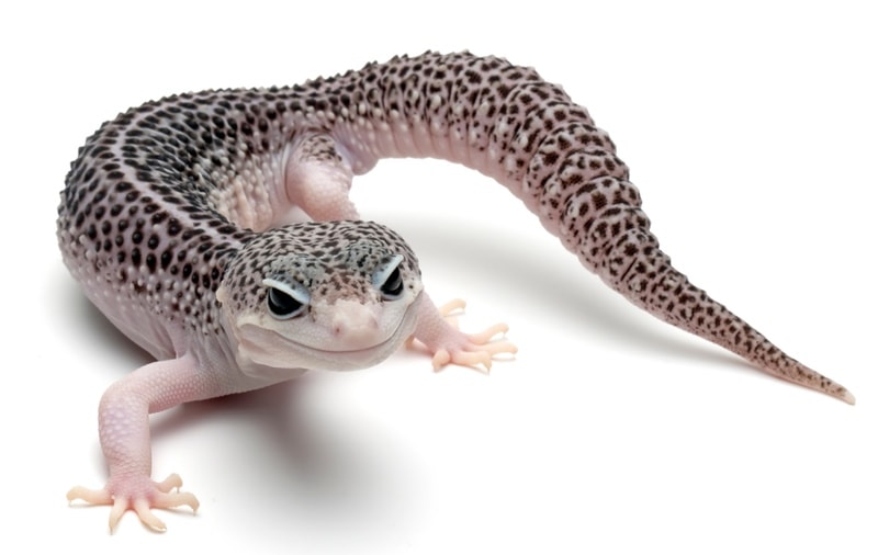 Super Snow (Mack) Leopard Gecko: Info, Pictures & Care Guide | PangoVet
