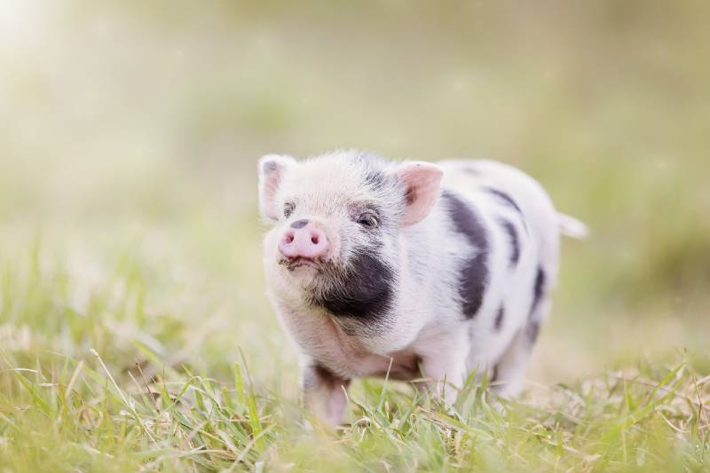 Pink Micro Teacup Pigs