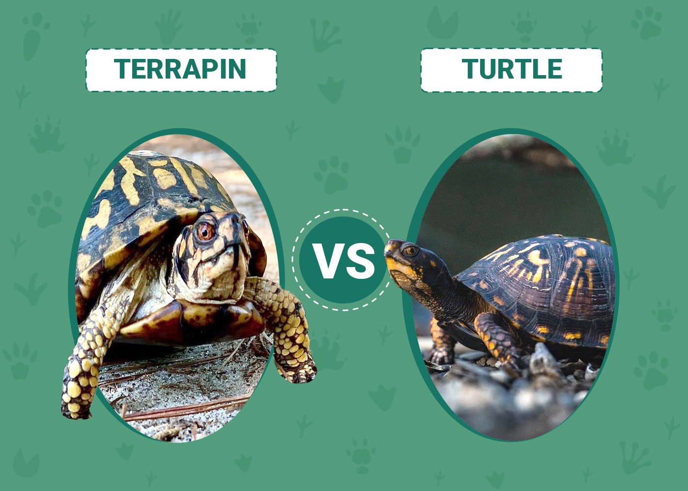 Terrapin vs Turtle: The Differences Explained | PangoVet