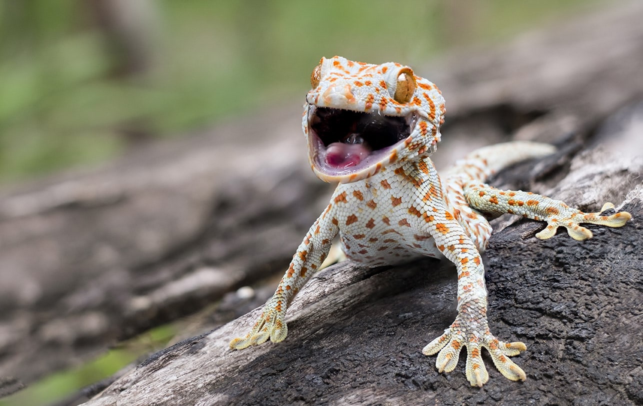 Leopard Gecko Sounds: 4 Tones & Their Meaning (With Audio) | PangoVet