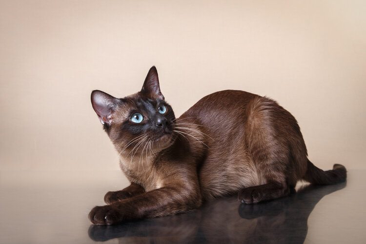 22 Medium Hair Cat Breeds (With Info & Pictures) | PangoVet