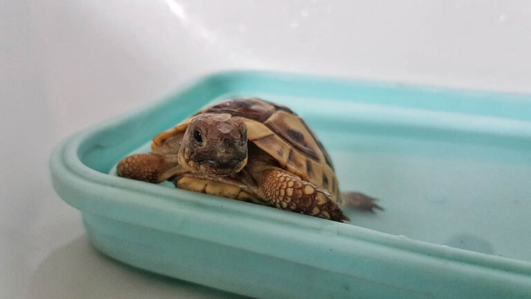 How to Give a Tortoise a Bath in 5 Simple Steps | PangoVet