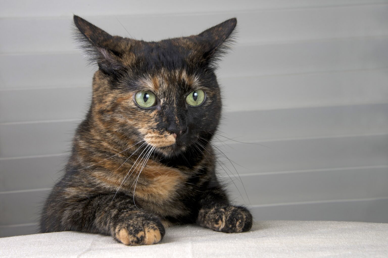 11 Fascinating Facts About Tortoiseshell Cats You Never Knew | PangoVet