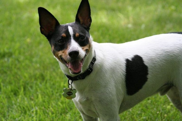 Smooth Fox Terrier Dog Breed: Info, Pictures, Temperament & Traits ...