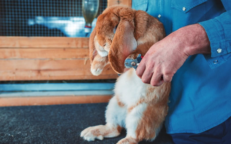 How To Cut Rabbit Nails: 15 Tips and Tricks | PangoVet