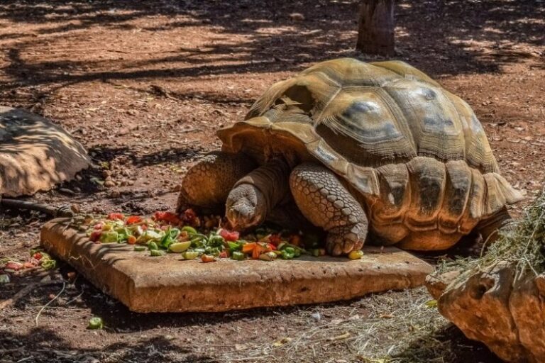 Fat Turtles: 4 Vet-Approved Signs of an Overfed Turtle | PangoVet