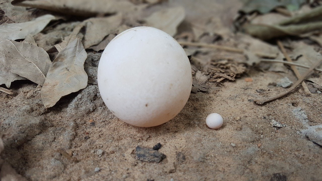 How to Hatch Turtle Eggs at Home: Vet-Approved Step-by-Step Guide ...