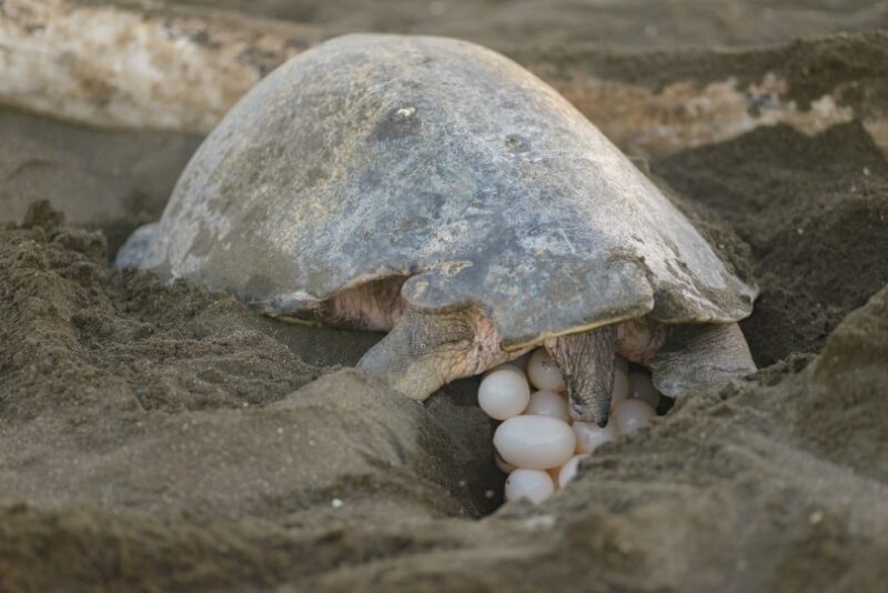 What Do Turtle Eggs and Nests Look Like? Vet-Reviewed Info With Pictures | PangoVet