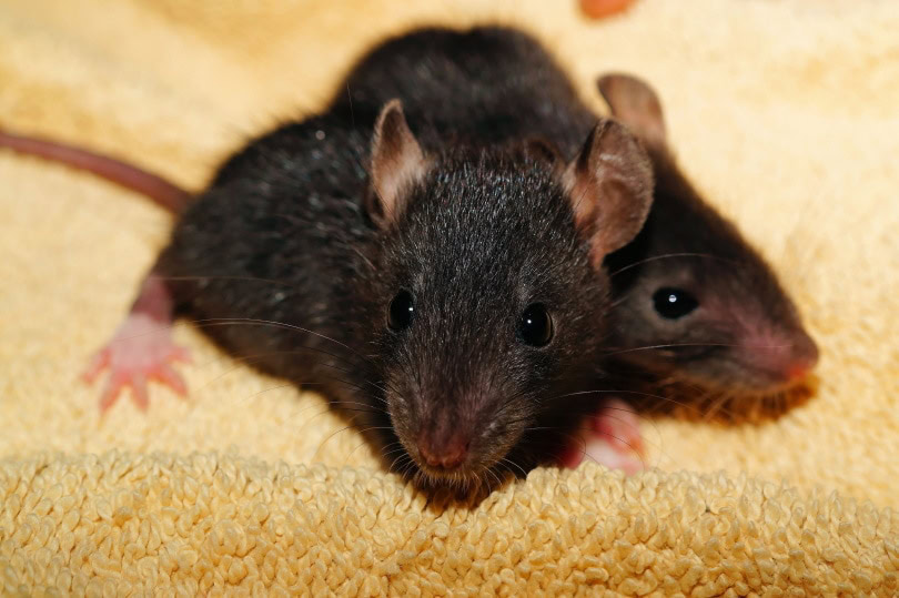 7 Types of Pet Mice Varieties (With Info & Pictures) | PangoVet