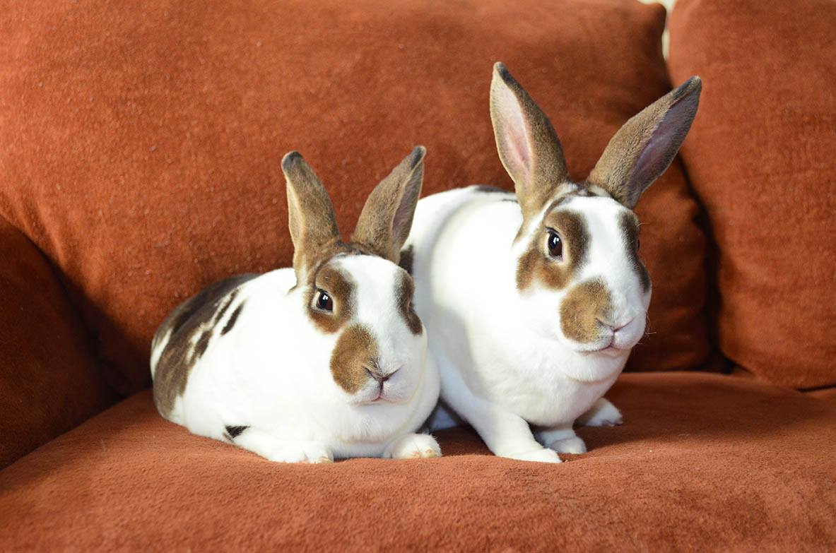 19 Rex Rabbit Colors & Patterns: Info & Facts (With Pictures) | PangoVet