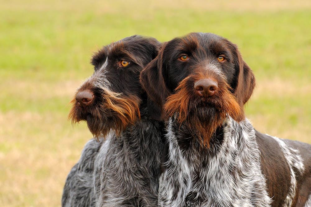 German Wirehaired Pointer Dog Breed: Info, Pictures, Care & More | PangoVet