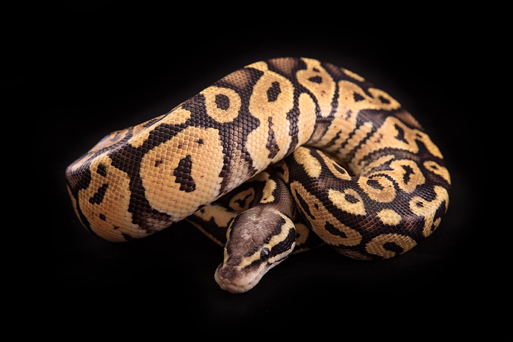 Vanilla Ball Python Morph Info Pictures Appearance And Care Guide Pangovet 