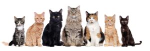 20 Vet Verified Popular Cat Colors and Patterns (With Info & Pictures ...