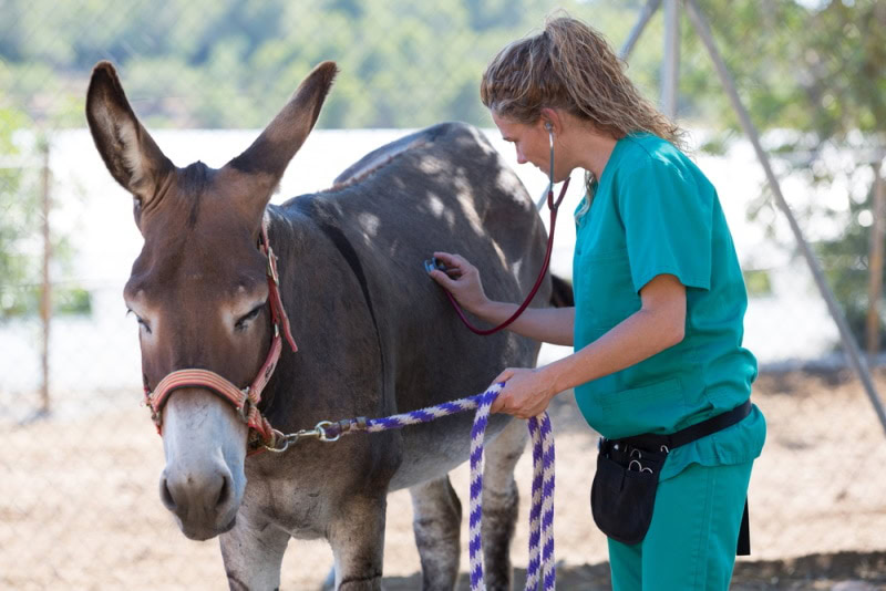 Donkey Pregnancy Guide: Length, Signs, Care & Traits | PangoVet