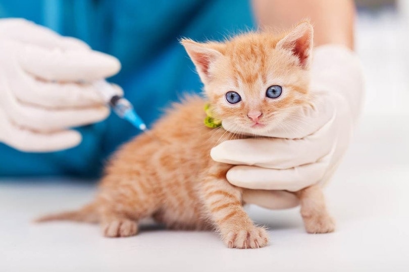 Preventive Care for Cats: A Vet-Approved Health Guide | PangoVet