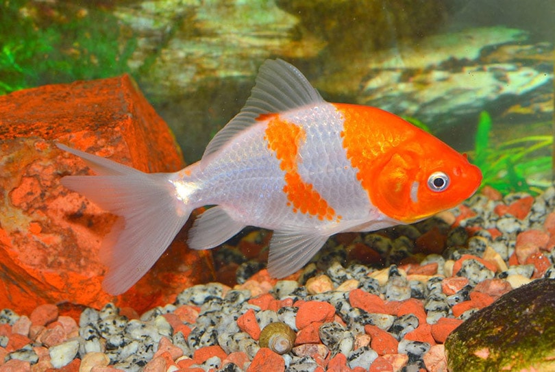Can Goldfish Eat Tropical Fish Flakes? Vet-Reviewed Nutritional Facts ...