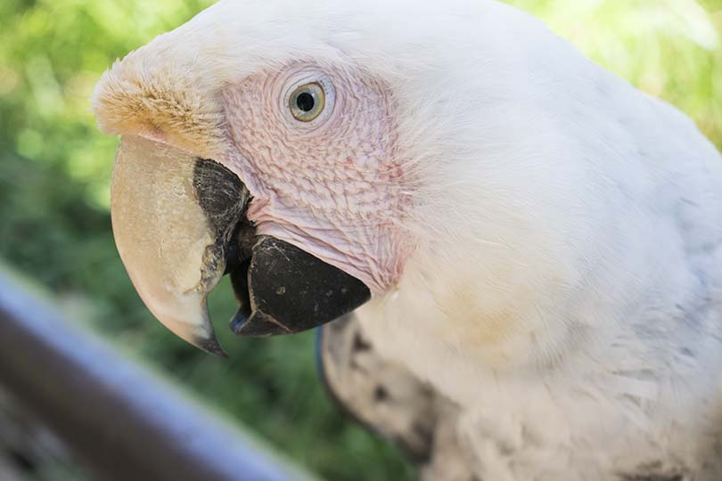 Do White & Albino Macaw Birds Exist? Facts & Info | PangoVet