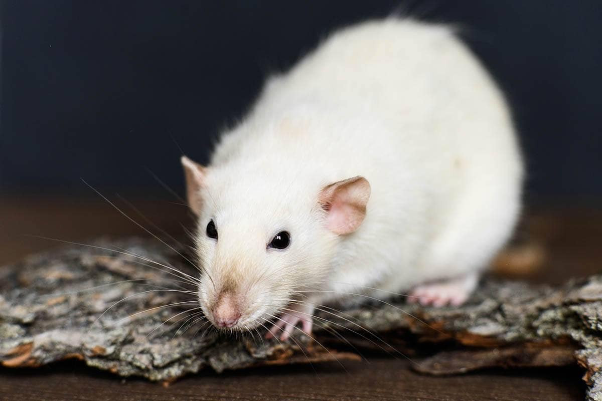 Dumbo Rat vs. Fancy Rat: The Differences Explained | PangoVet