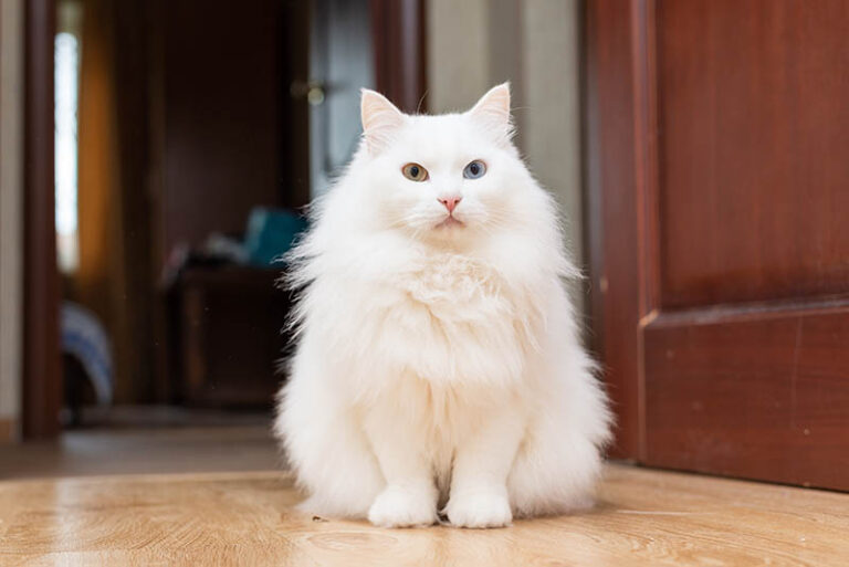 15 Beautiful Turkish Angora Colors & Patterns (With Info & Pictures) | PangoVet