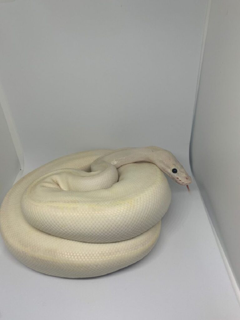 Ivory Ball Python Morph: Info, History & Care (With Pictures) | PangoVet