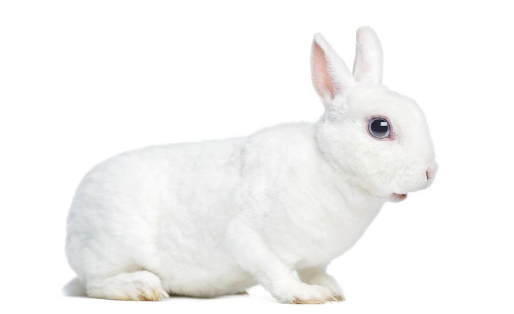 19 Rex Rabbit Colors & Patterns: Info & Facts (With Pictures) | PangoVet