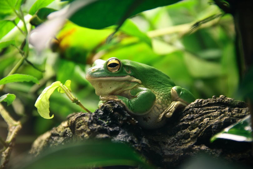 White’s Tree Frog: Info, Care Sheet, Lifespan & More (With Pictures ...
