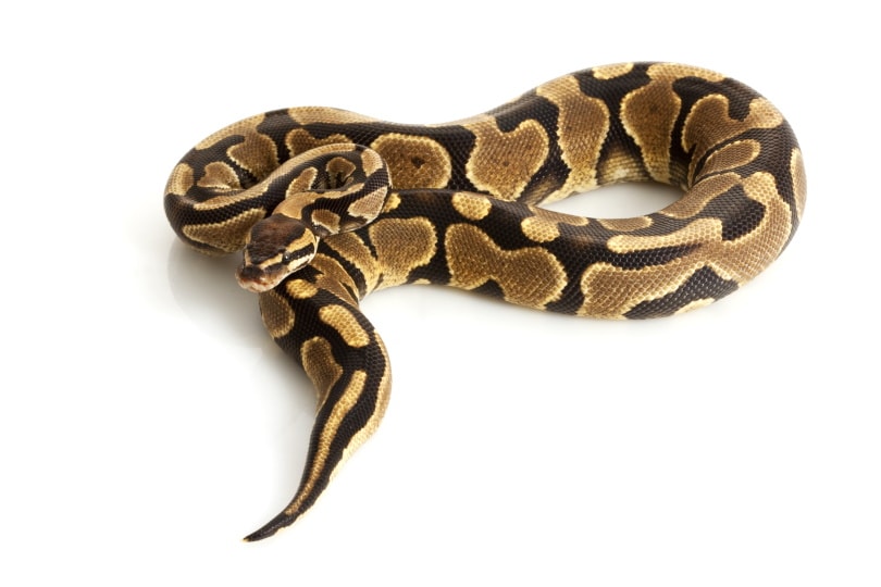 Yellow Belly Ball Python Morph: Info, Pictures, Appearance & Care Guide ...