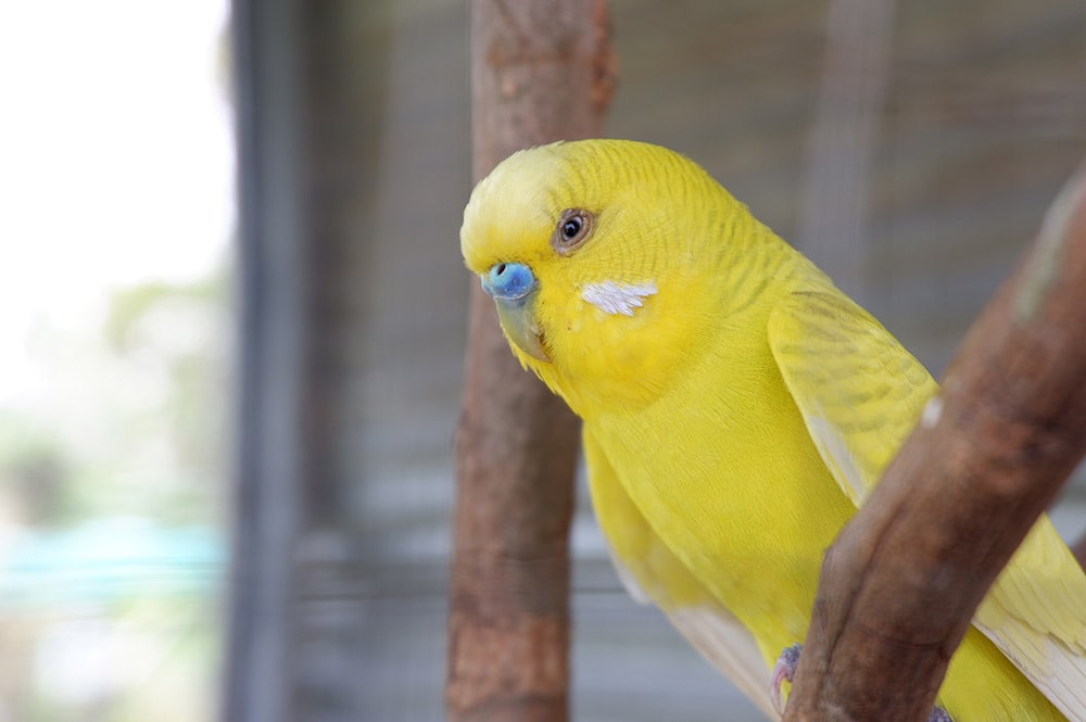 13 Types of Budgie Colors, Varieties & Mutations (With Info & Pictures ...