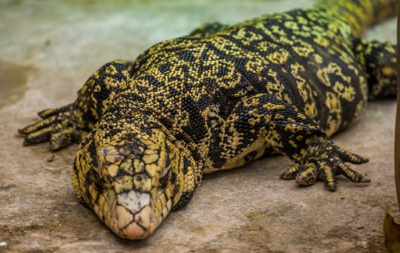 14 Types of Tegu Lizards: Species, Colors & Morphs (With Info ...
