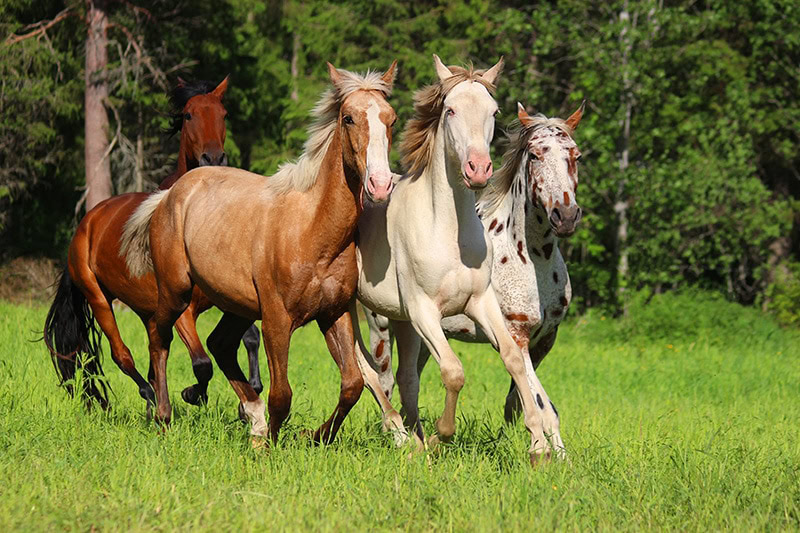 Unique Horse Colors