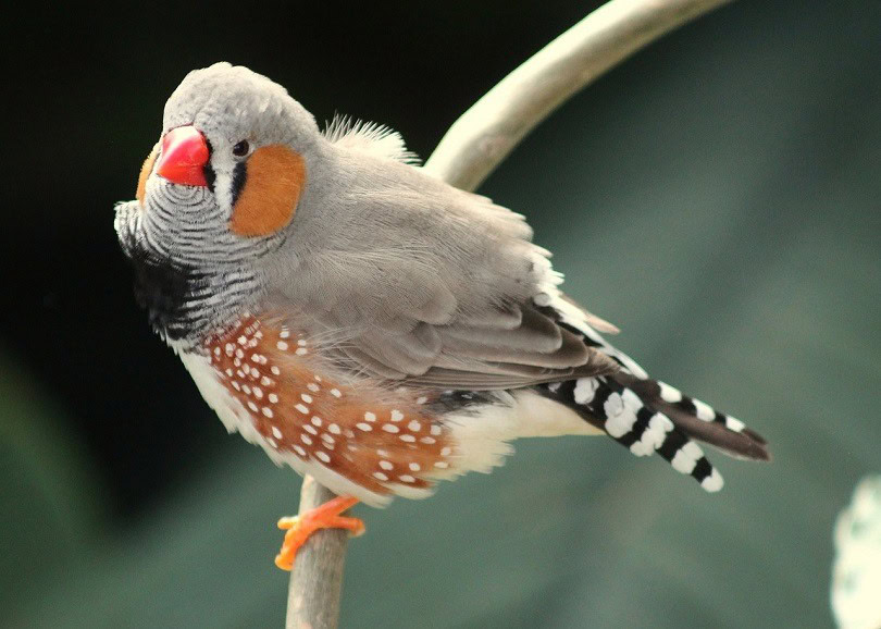 7 Popular Types of Pet Finches (With Info & Pictures) | PangoVet