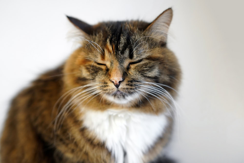 Corneal Ulcer in Cats: Our Vet Discusses Signs, Causes & Treatment ...