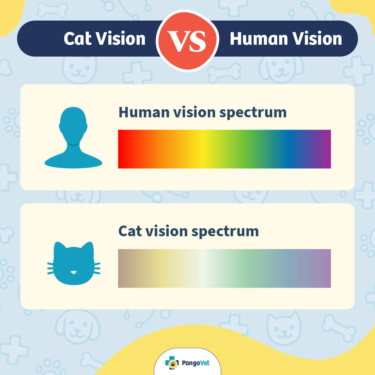 How Does My Cat See So Well At Night? Vet Approved Feline Vision | PangoVet