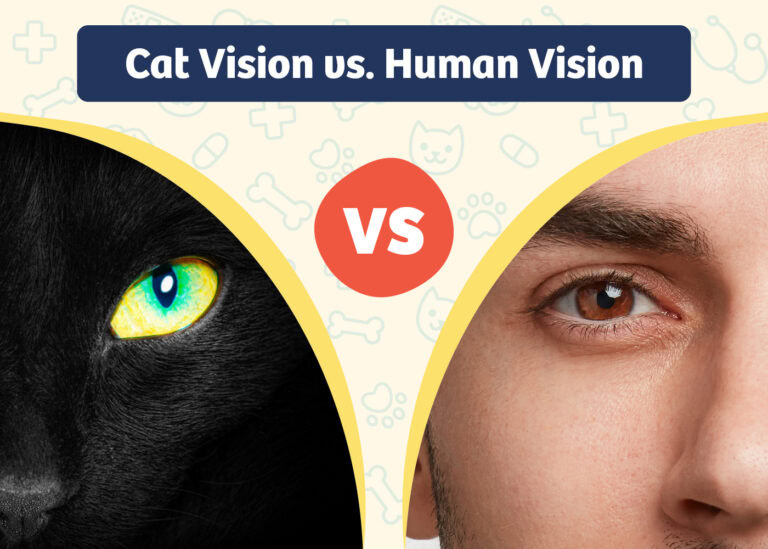 Cat Vision vs. Human Vision: Vet-Reviewed Differences (With Infographic ...