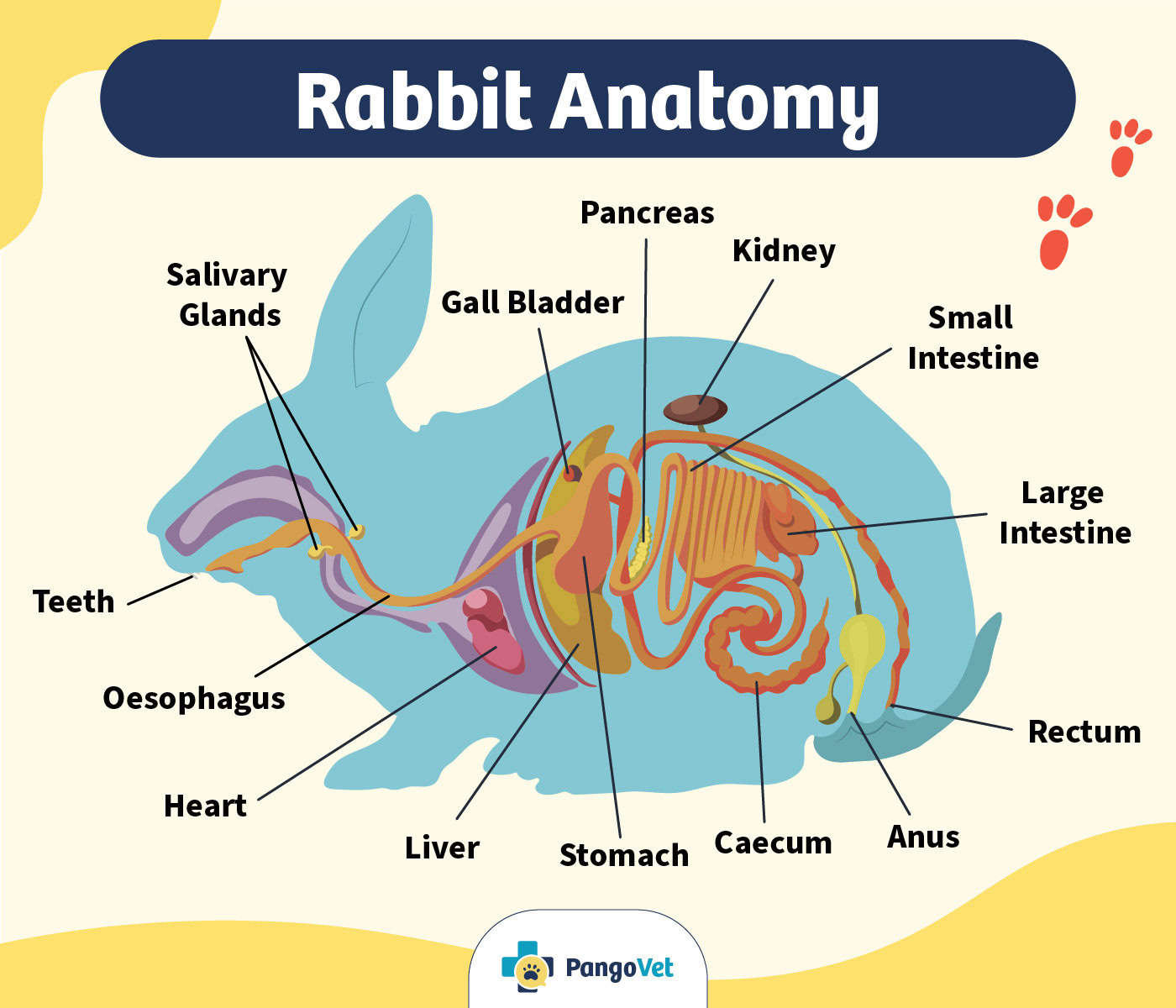 Are Rabbits Omnivores? Vet-Approved Diet & Health Facts | PangoVet