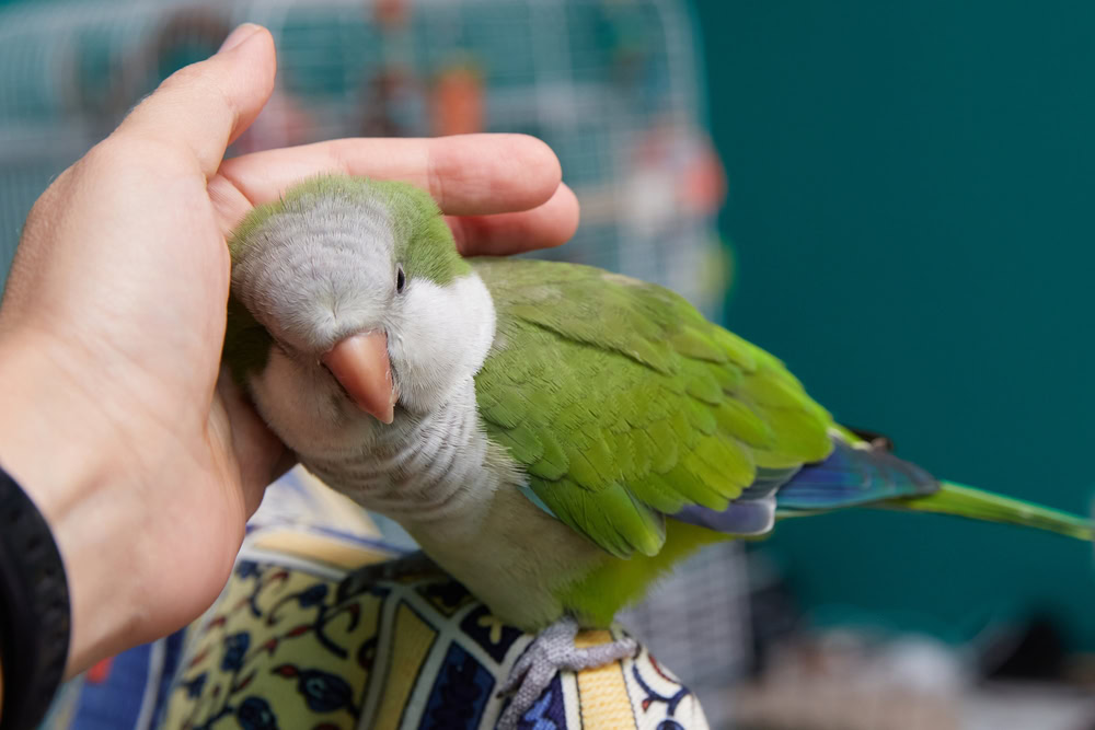 How to Tell the Age of a Parakeet: Our Vet Explains 3 Easy Methods ...