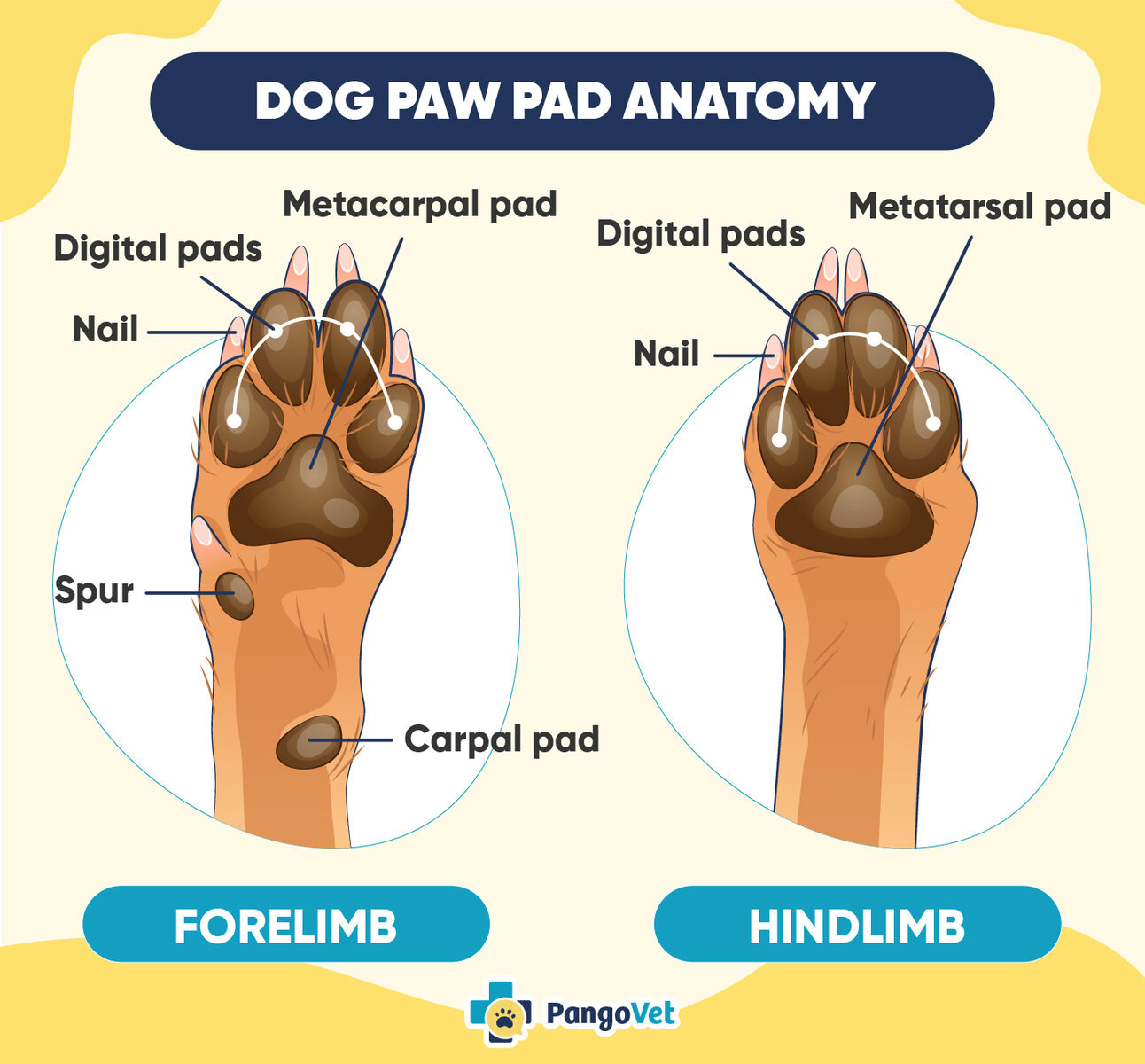 Dog Foot Anatomy Textbook Of Veterinary Anatomy